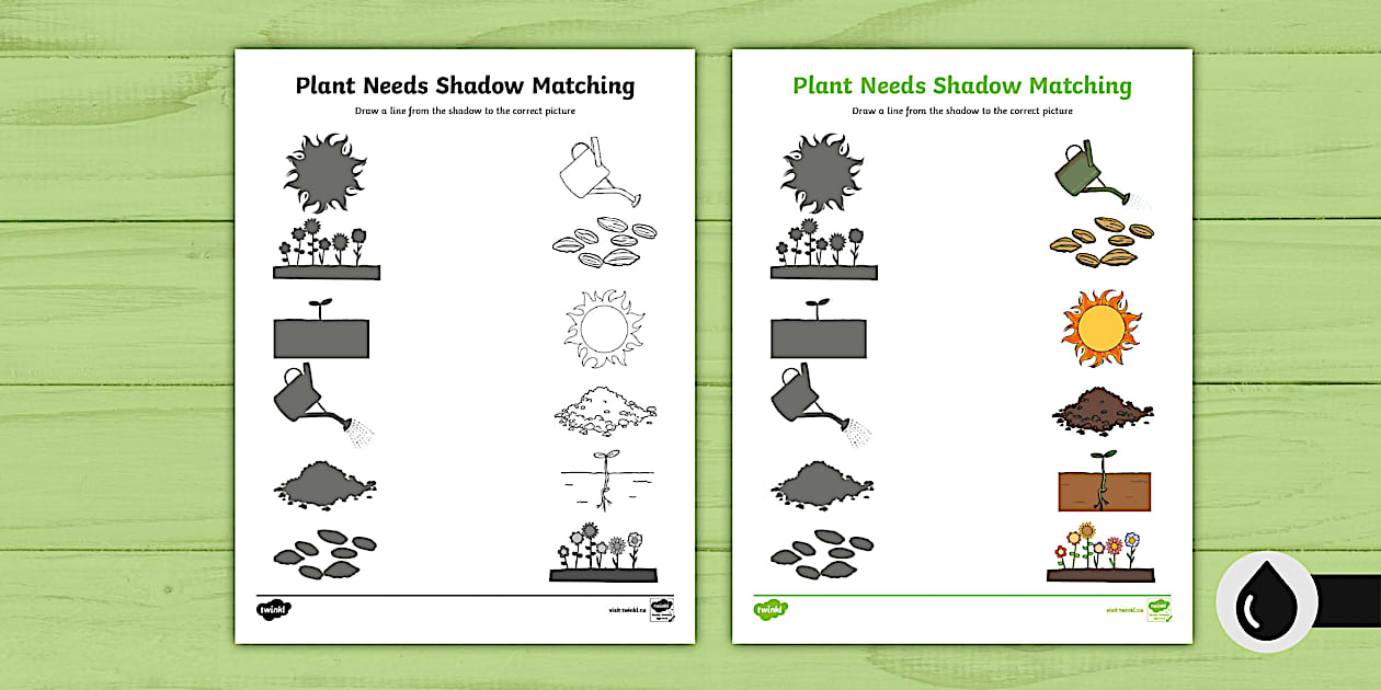 What Do Plants Need to Grow Worksheet for Kindergarten