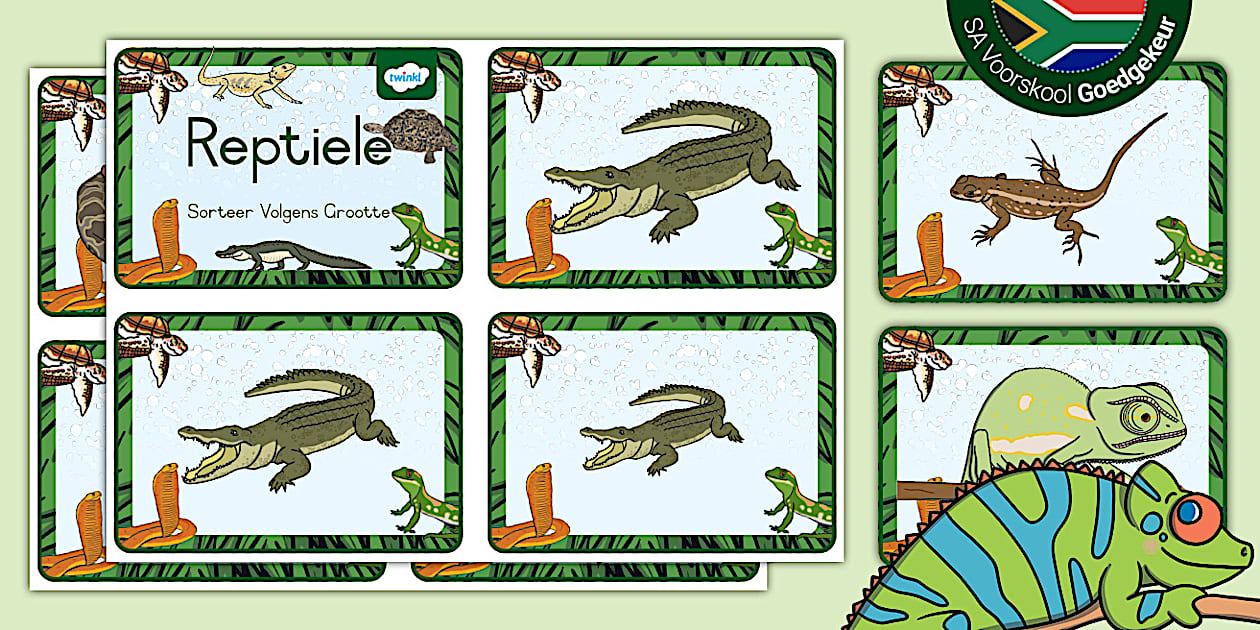 Reptiele: Sorteer Volgens Grootte (teacher made) - Twinkl