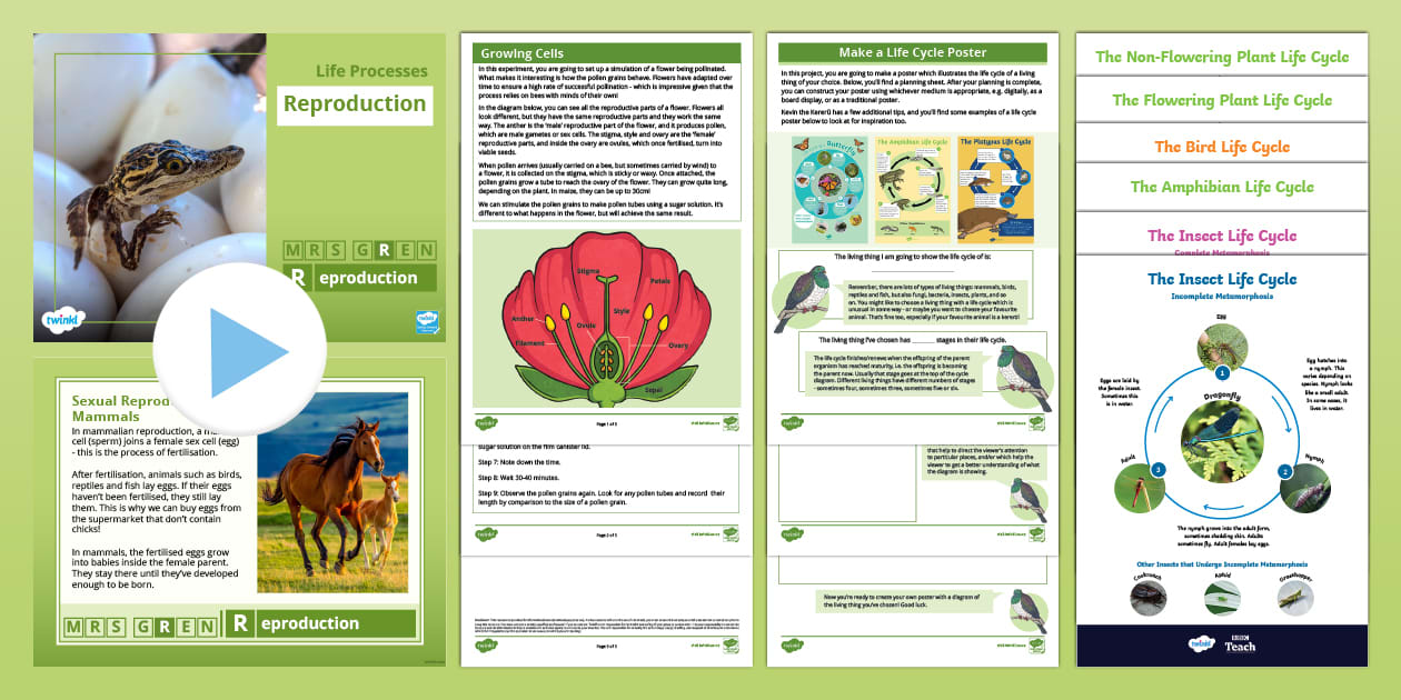 Year 5-8 Life Processes - Reproduction in Organisms - Twinkl