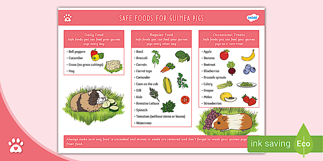 Safe Foods for Guinea Pigs - List - Pet Care - Twinkl Pets