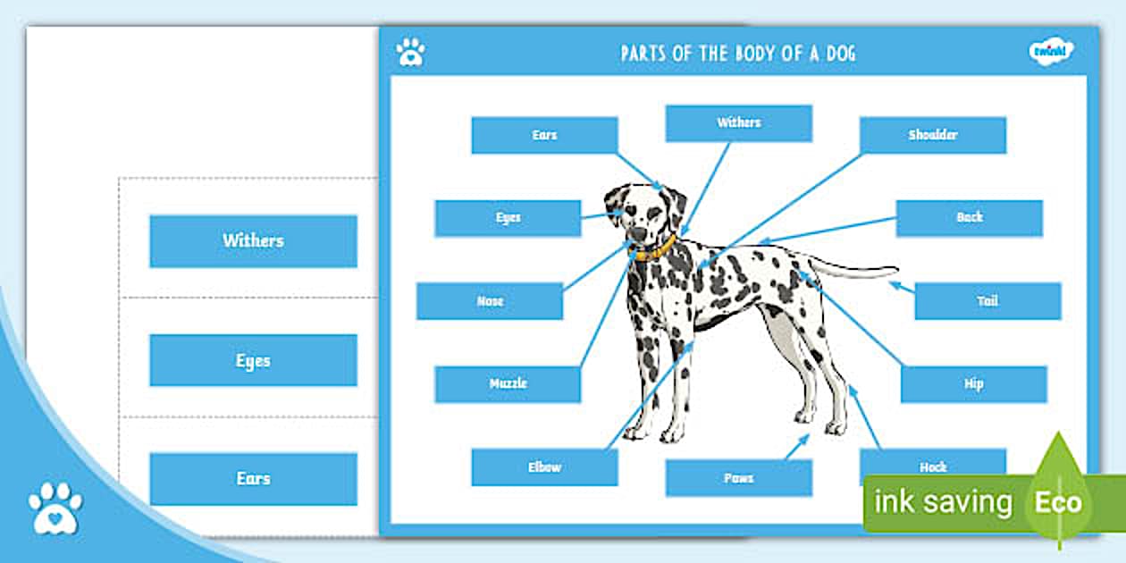 Parts of the Body of a Dog - Display Poster - Twinkl Pets