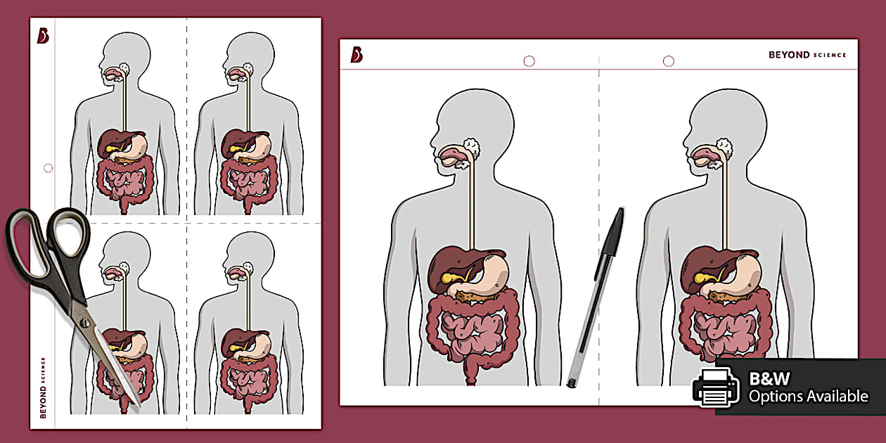 The Digestive System Illustration (teacher made) - Twinkl