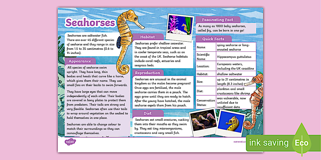 KS2 Seahorses Fact File (teacher made) - Twinkl