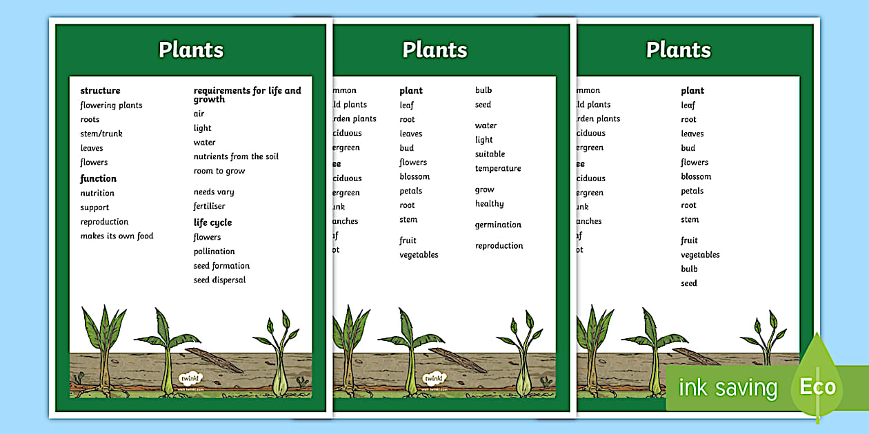 Plant Vocabulary KS2 Resource | Key Science Terms - Twinkl