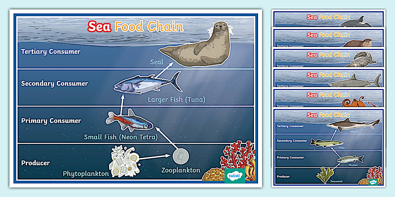 Marine Ecosystems | Sea Food Chain Posters | Twinkl ZA