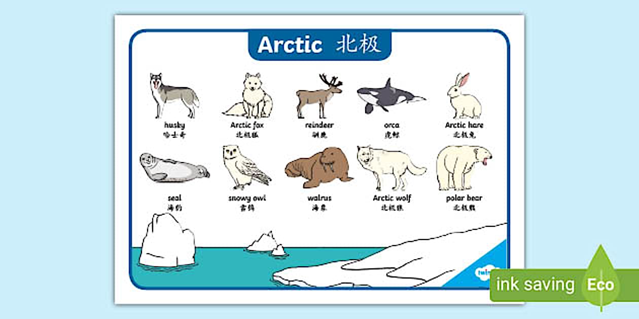 Arctic Animals Word Mat - English/Mandarin Chinese - Twinkl