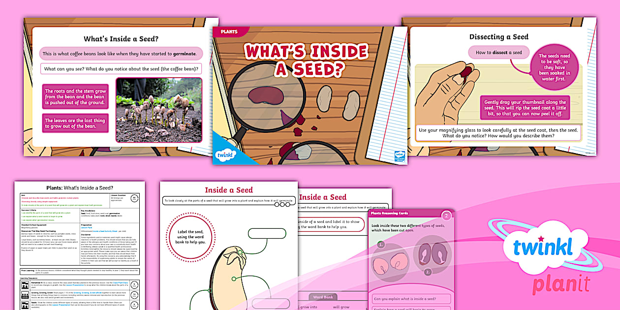 What Do Seeds Need To Grow | Seeds and Bulbs Year 2 | Twinkl