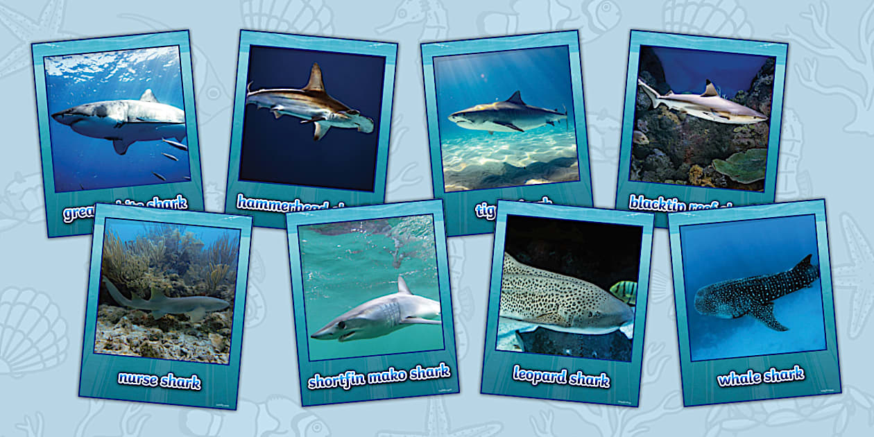 Species of Shark Instant Photo Style Display Images - Twinkl