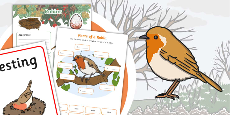 National Robin Day | 21st December | Twinkl Resources