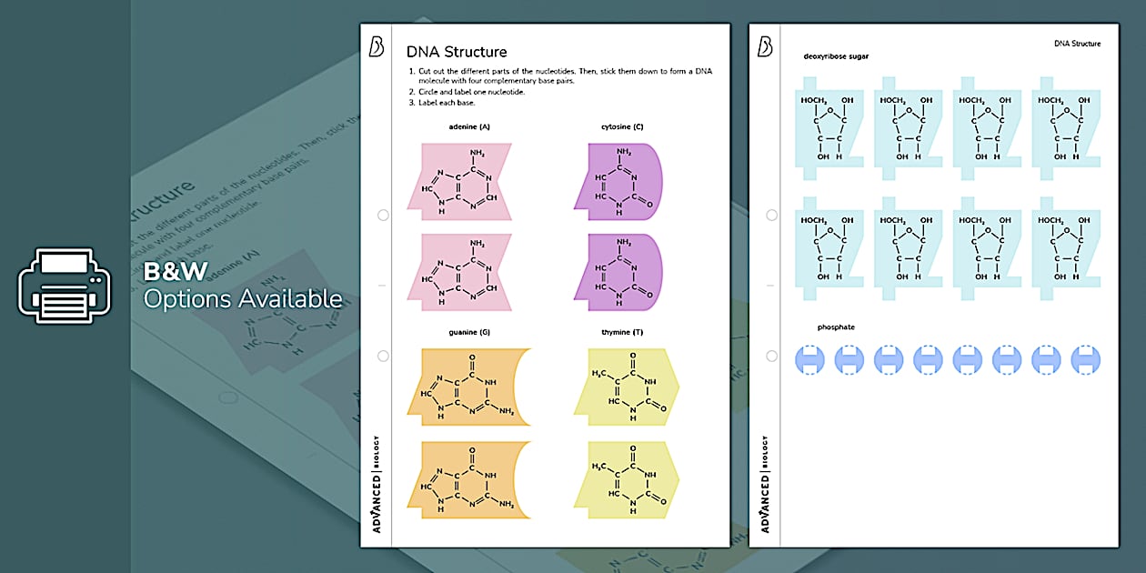 DNA Structure Cut and Stick (teacher made) - Twinkl
