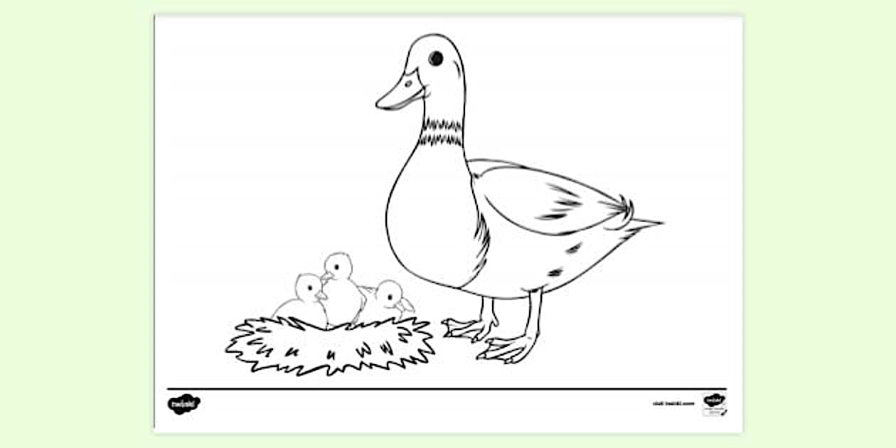 Duck Colouring | Colouring Sheets (teacher made) - Twinkl
