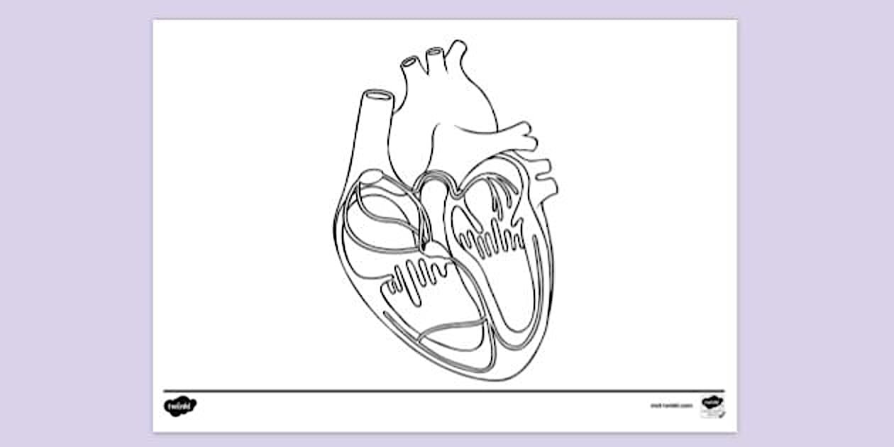 Heart Diagram Colouring Sheet | Colouring Sheets - Twinkl