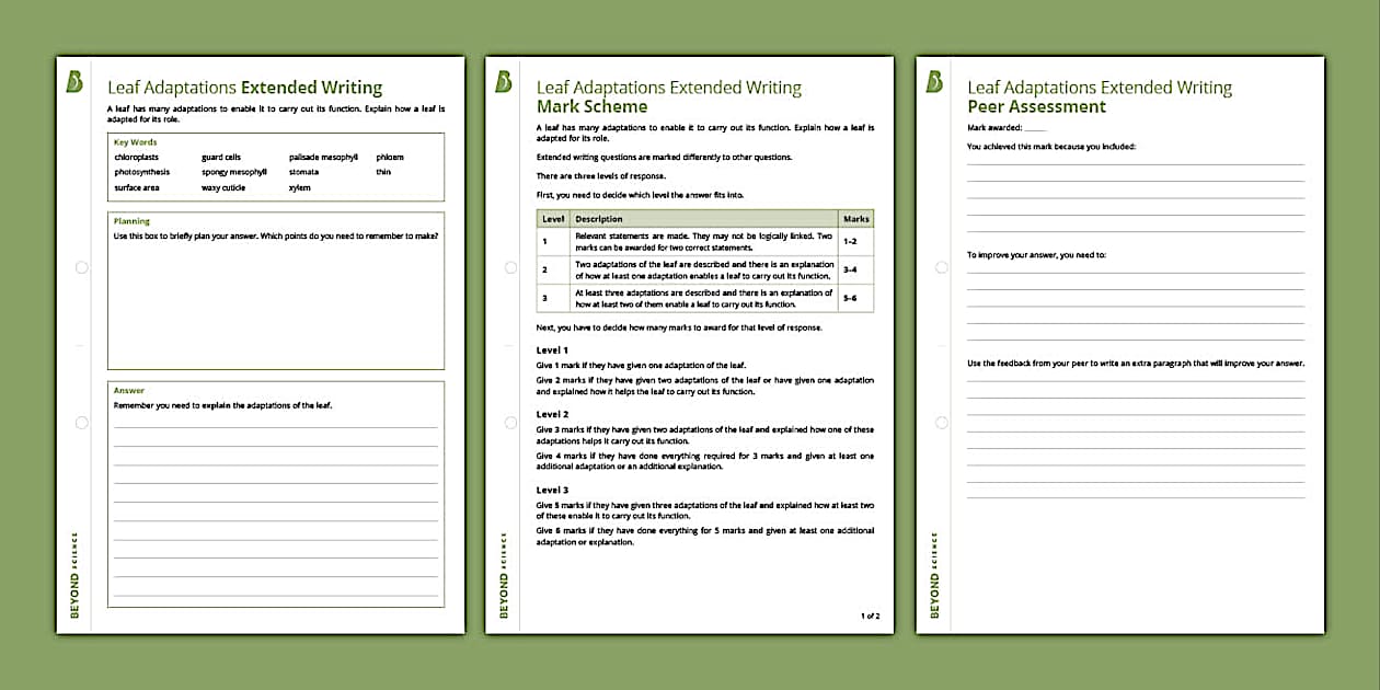 Leaf Adaptations Extended Writing | KS3 Biology | Beyond