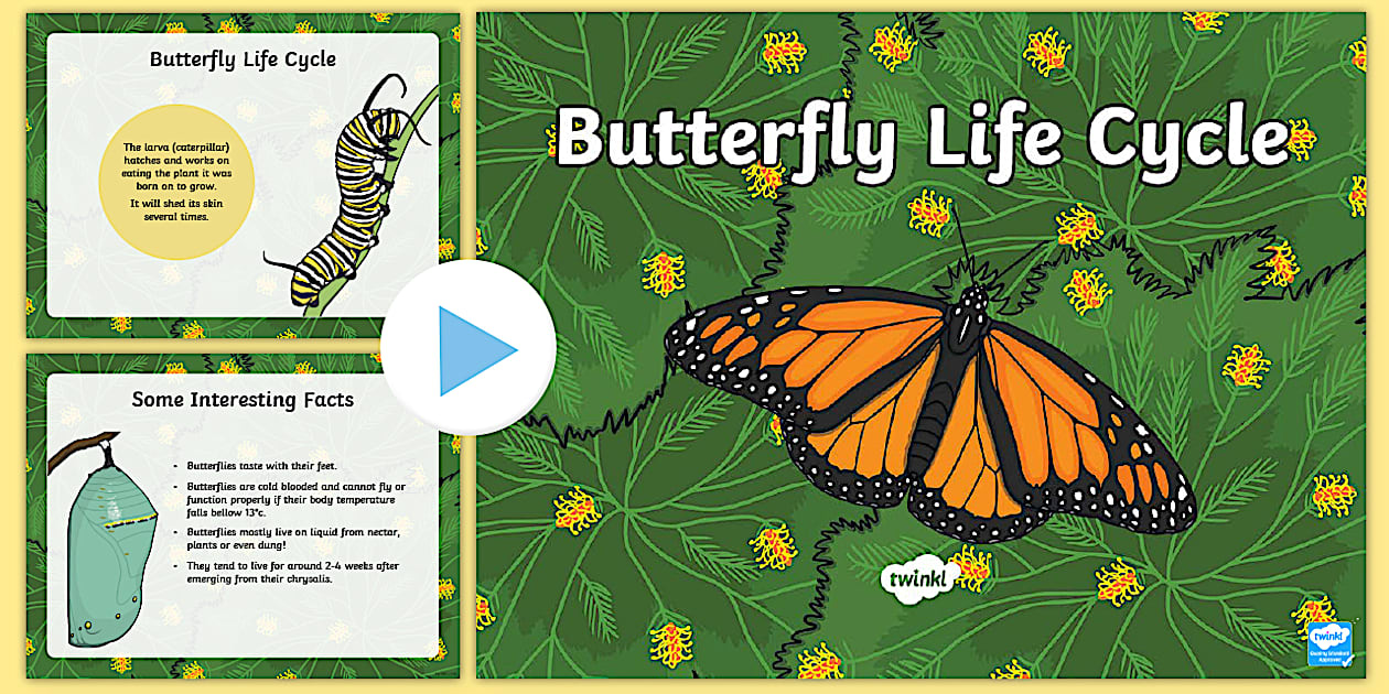 Life Cycle of a Butterfly PowerPoint - Science Resource - Twinkl