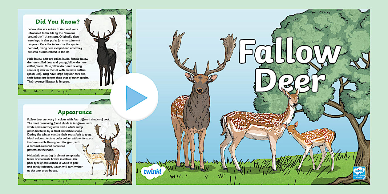 Fallow Deer PowerPoint (teacher made) - Twinkl