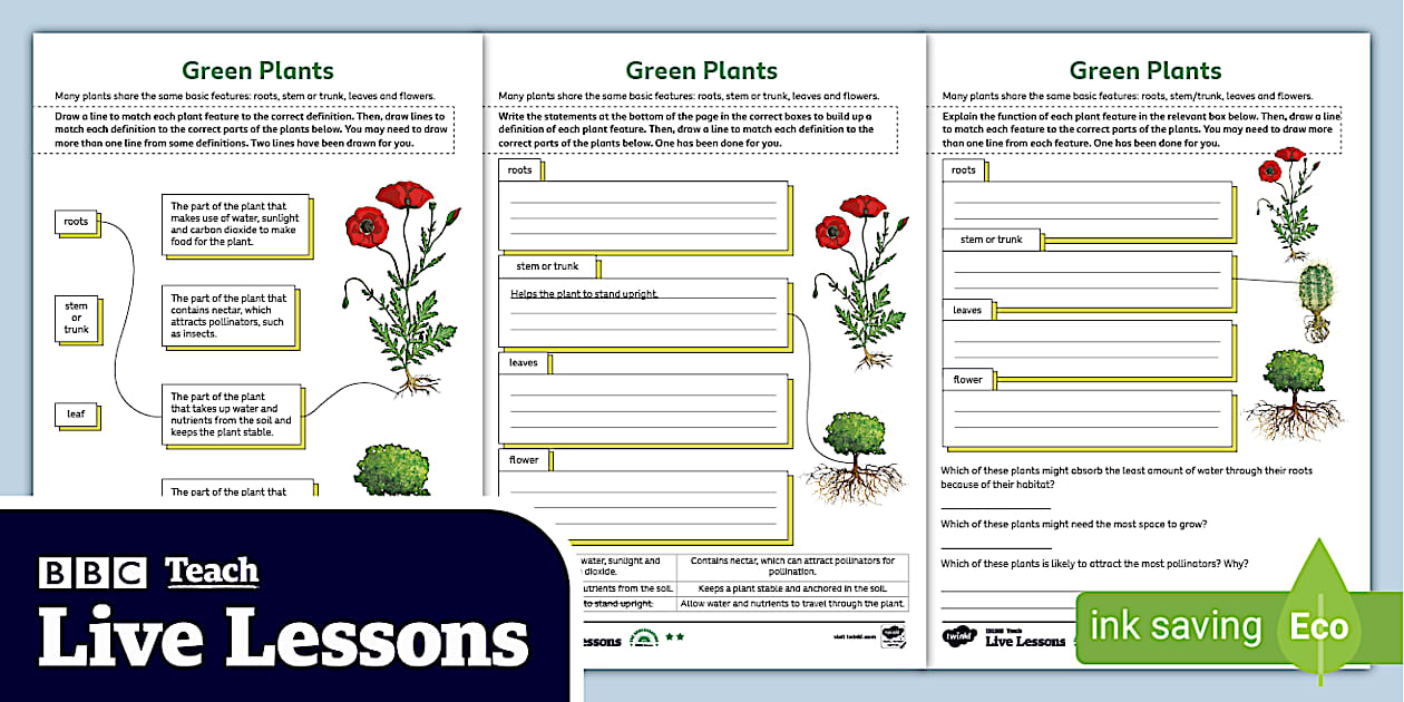 FREE! - Differentiated Activity Sheets - Plant Part Functions - KS2