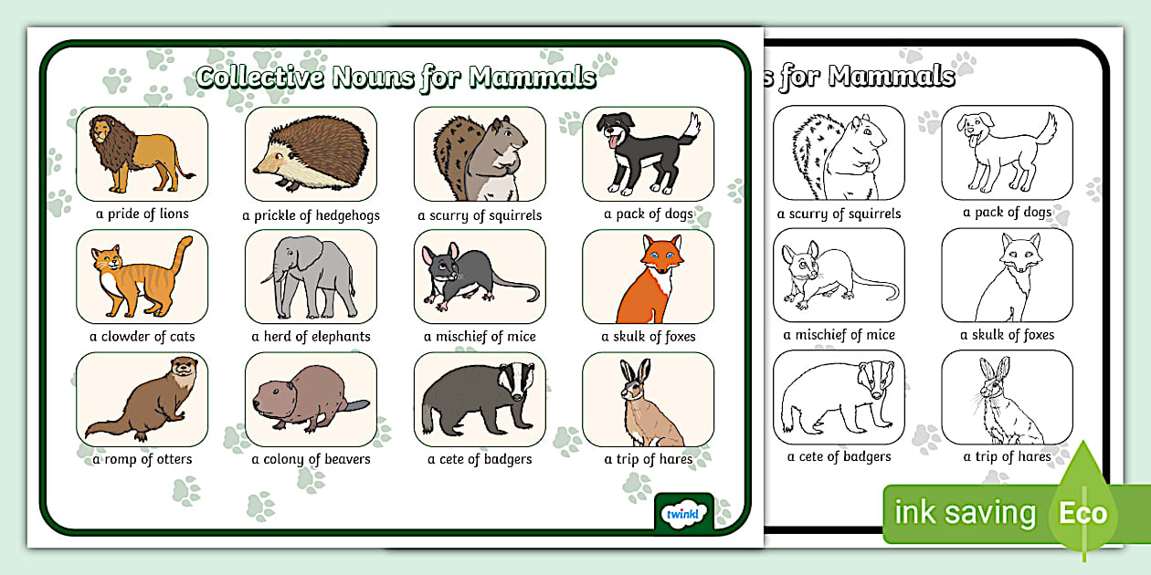 Mammals Collective Nouns Word Mat (teacher made) - Twinkl