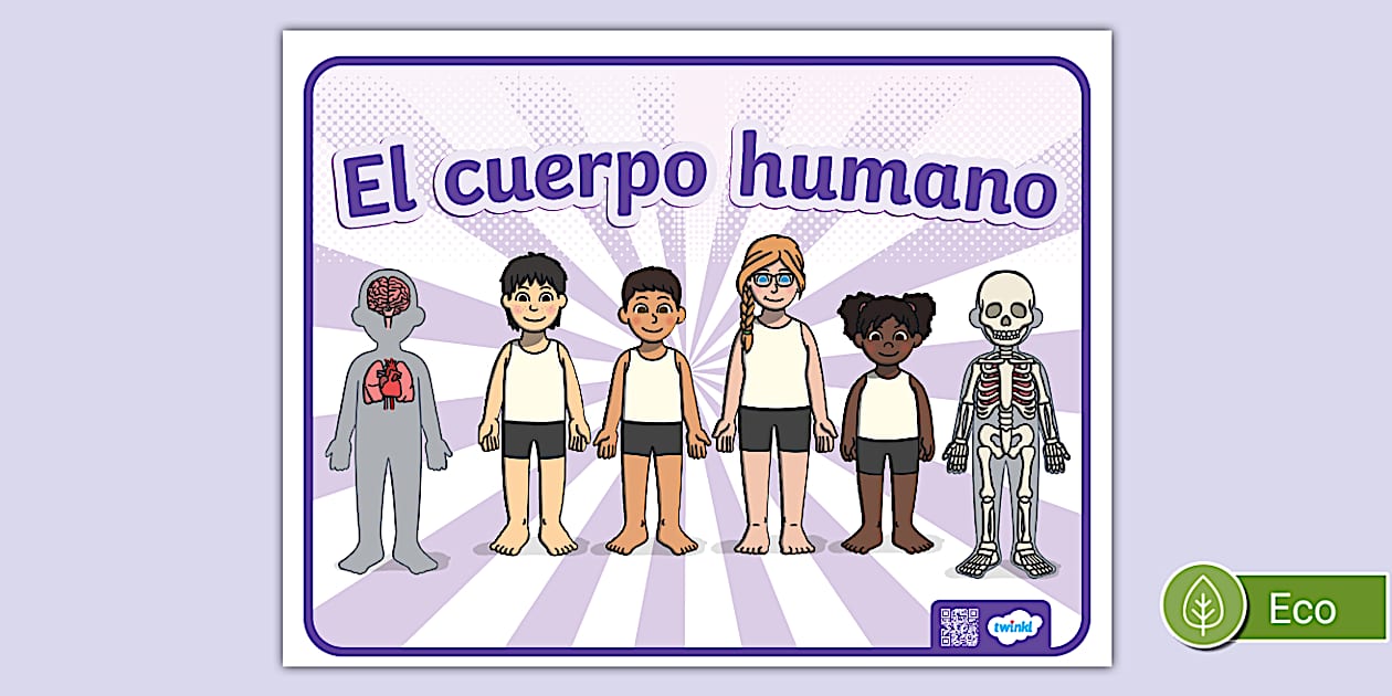 Cartel: El Cuerpo Humano (Teacher-Made) - Twinkl