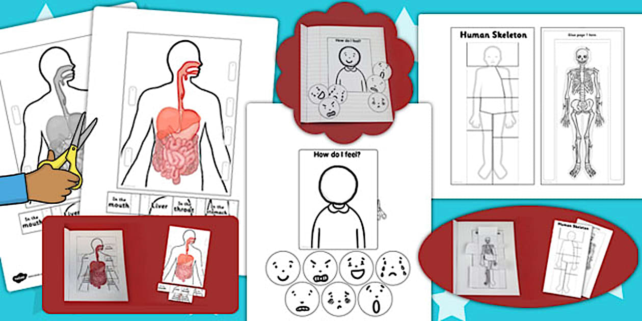 Science Humans Interactive Visual Aids Resource Pack - visuals