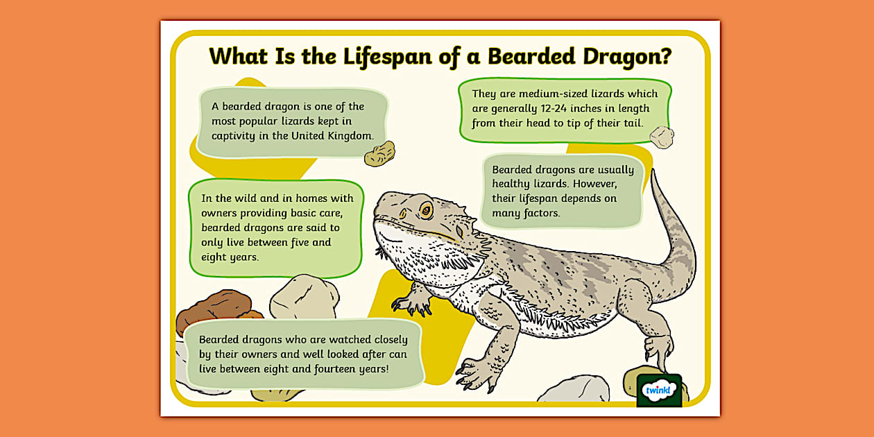 What Is the Lifespan of a Bearded Dragon? Display Poster