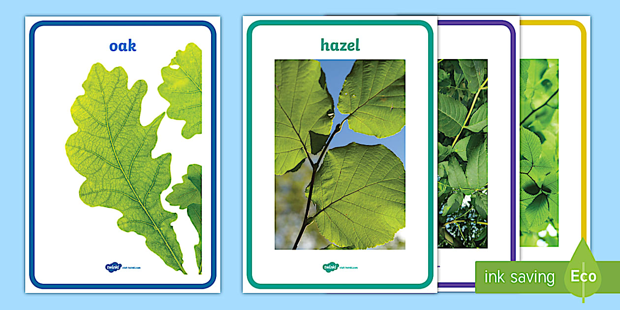 Editable Trees of Ireland Display Posters - Twinkl