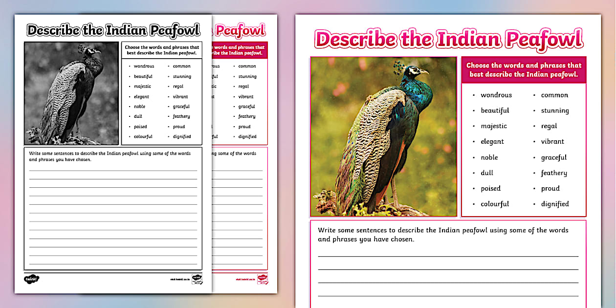 Describe the Indian Peafowl Worksheet (teacher made)