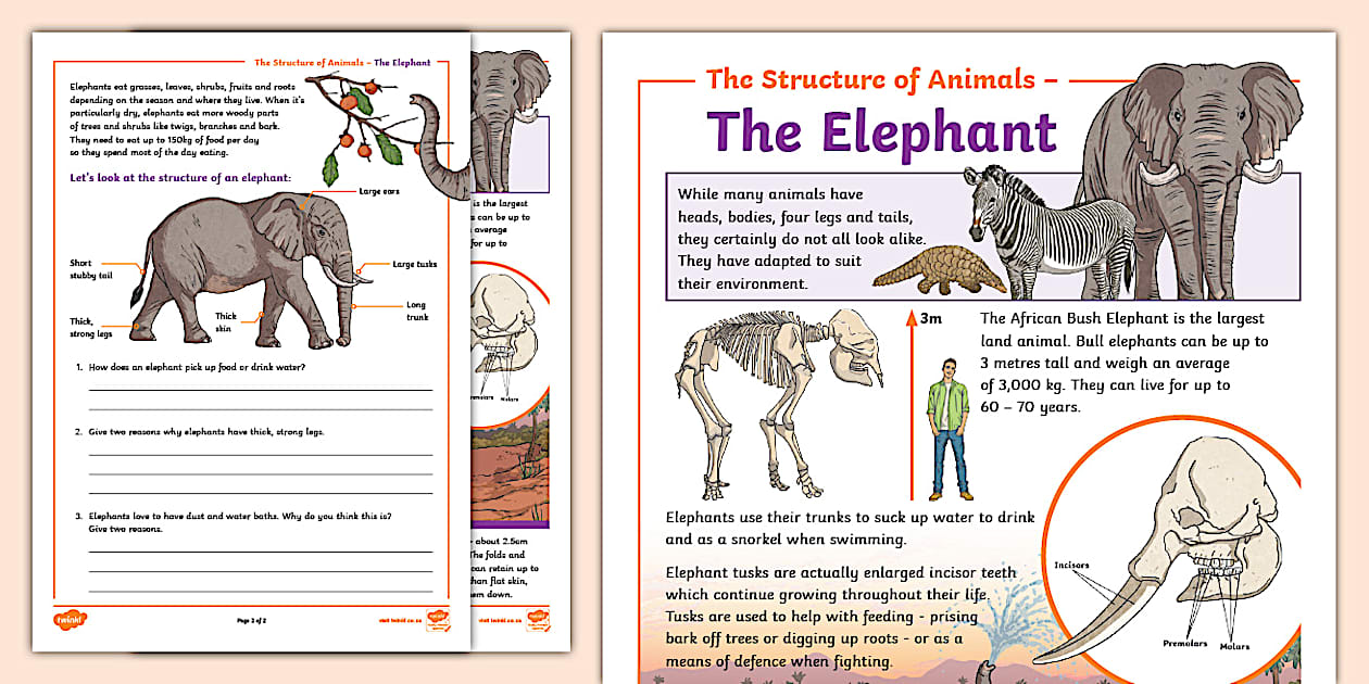 The Structure of Animals - The Elephant - Activity Sheet