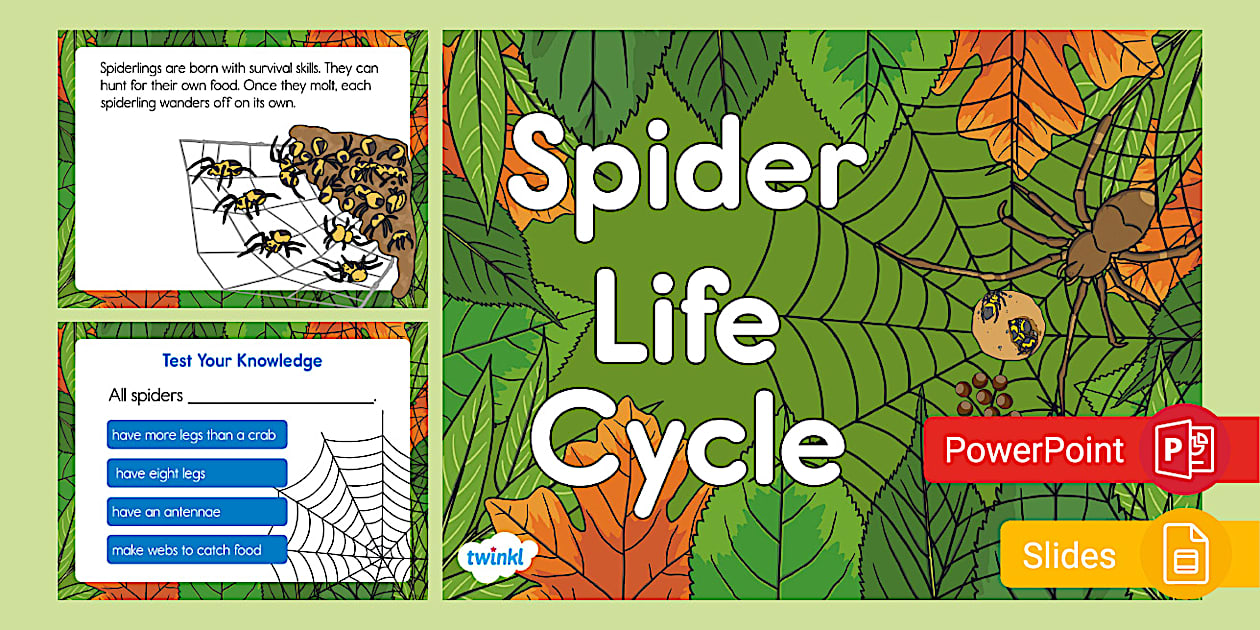 Life Cycle of a Spider PowerPoint & Google Slides for K-2nd