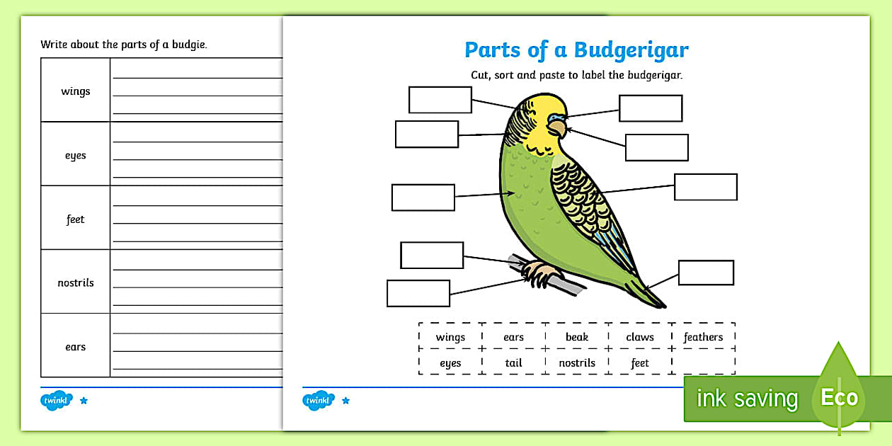 Parts of a Budgie Differentiated Worksheet / Worksheets