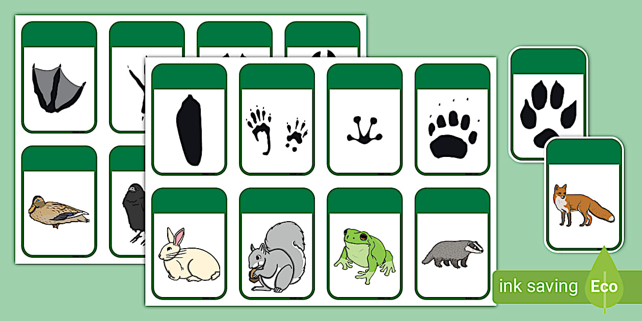 Animal Footprint Matching Game | Teacher-Made Resources