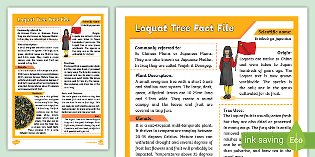 Loquat Tree Fact File (Teacher-Made) - Twinkl