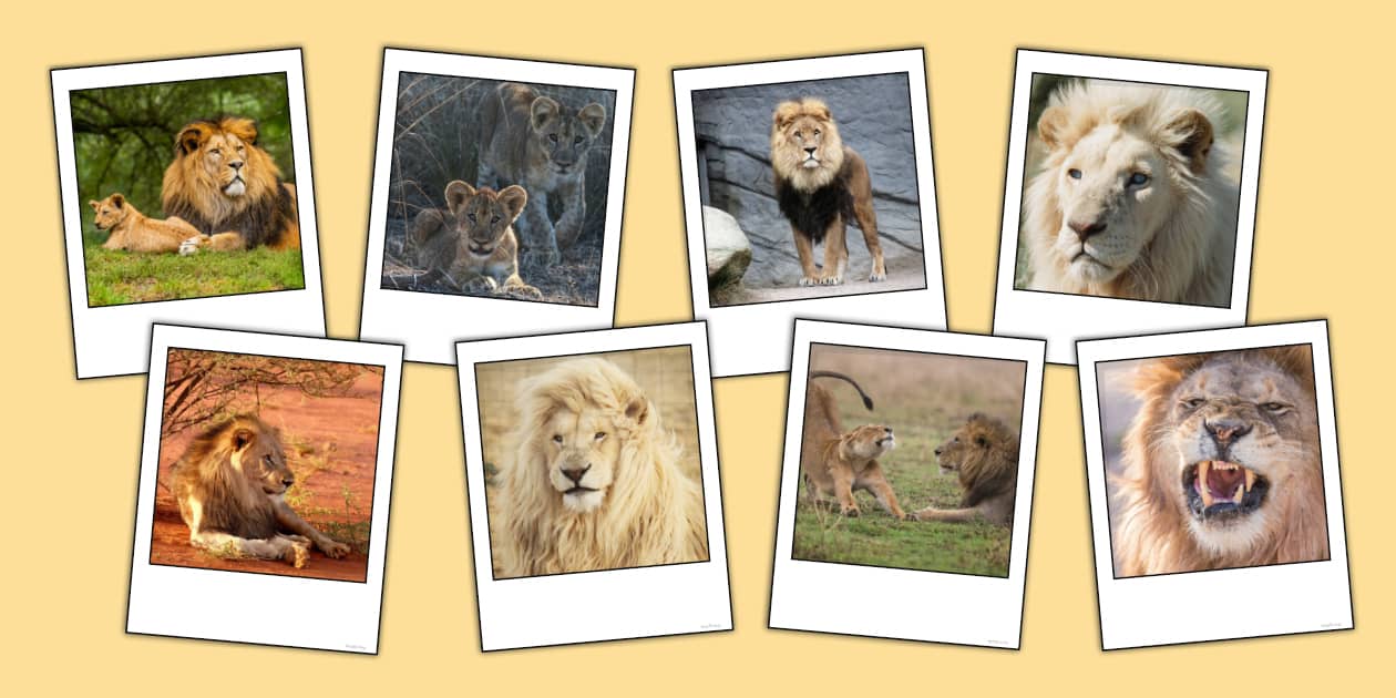 Lions Instant Photo Style Display Images - Twinkl