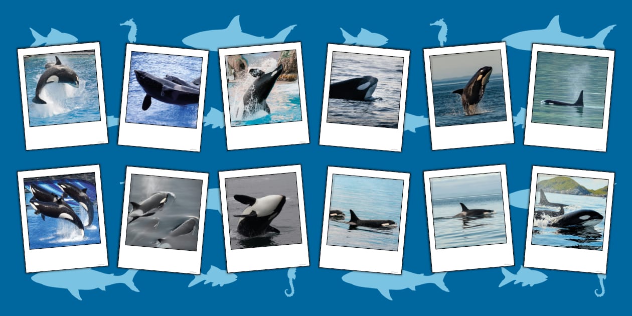 Orcas Instant Photo Style Display Images - Twinkl
