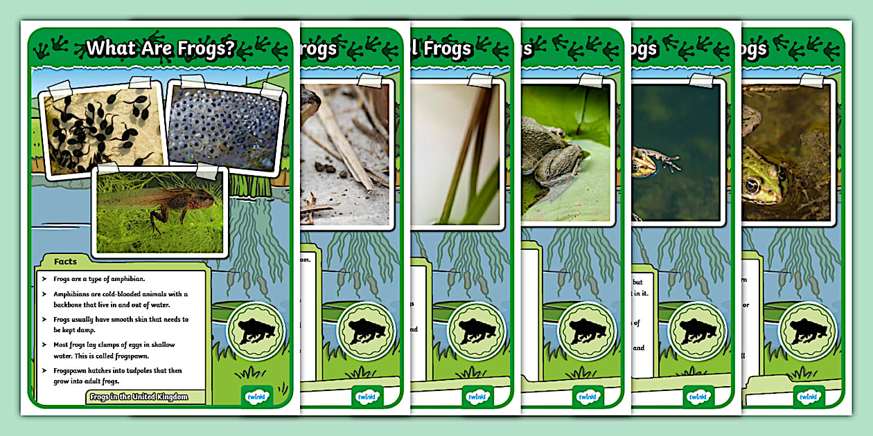 KS1 United Kingdom Frogs Display Posters (teacher made)