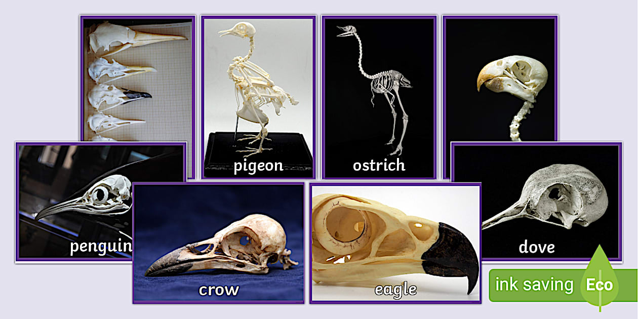 Bird Skeleton and Skulls Photo Pack - Twinkl - KS2 - Science