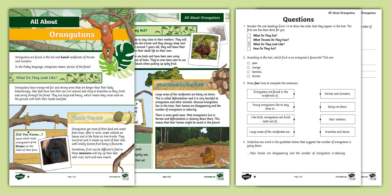 LKS2 All About Orangutans Differentiated Comprehension