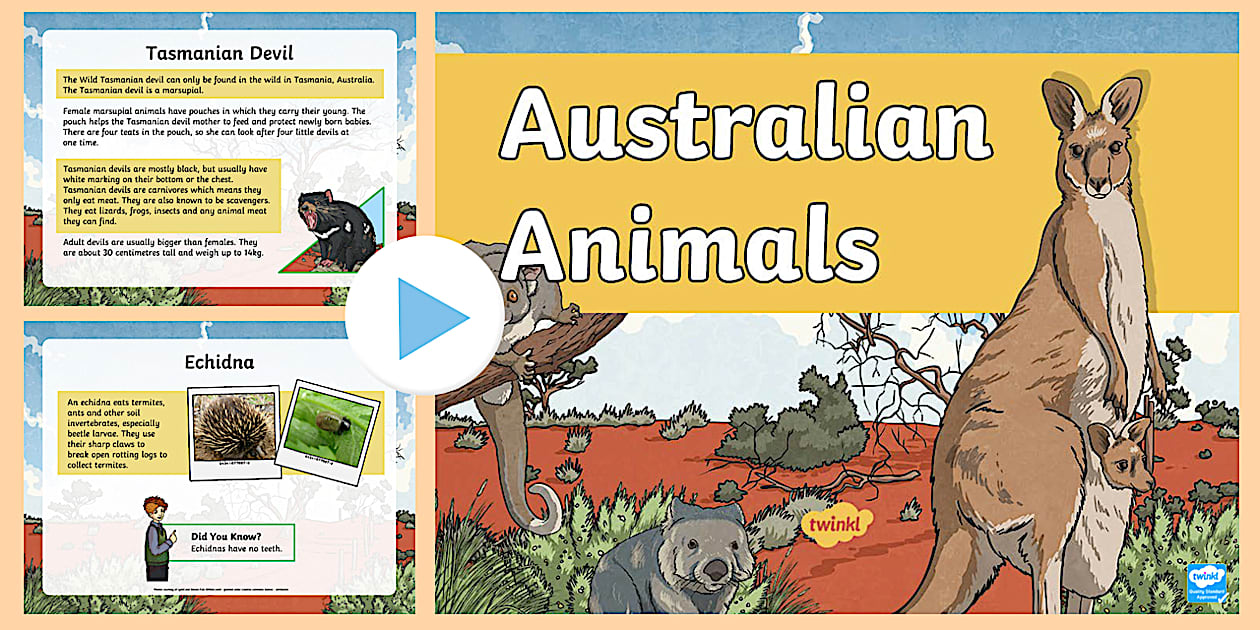Australian Animals PowerPoint | EYLF - Y4 | Twinkl Resources