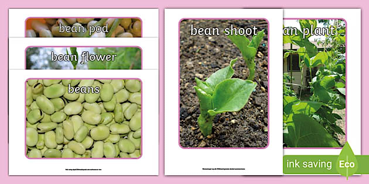 Life Cycle of a Bean Display Photos (teacher made) - Twinkl