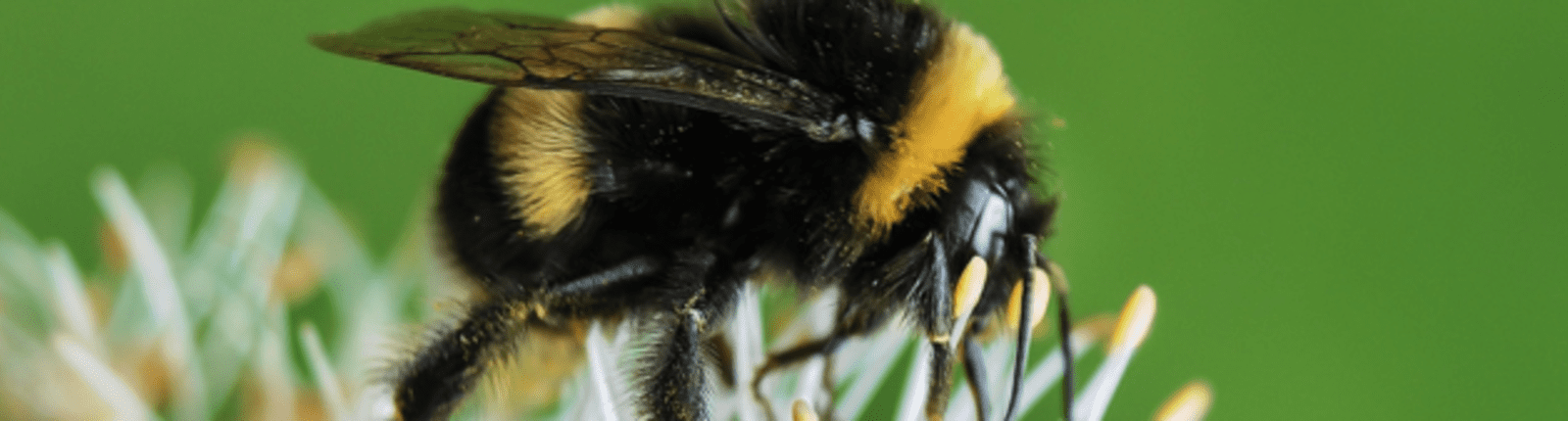 buzzing bees childminding