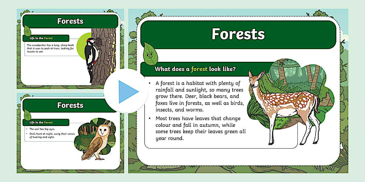 Forests (teacher made) - Twinkl