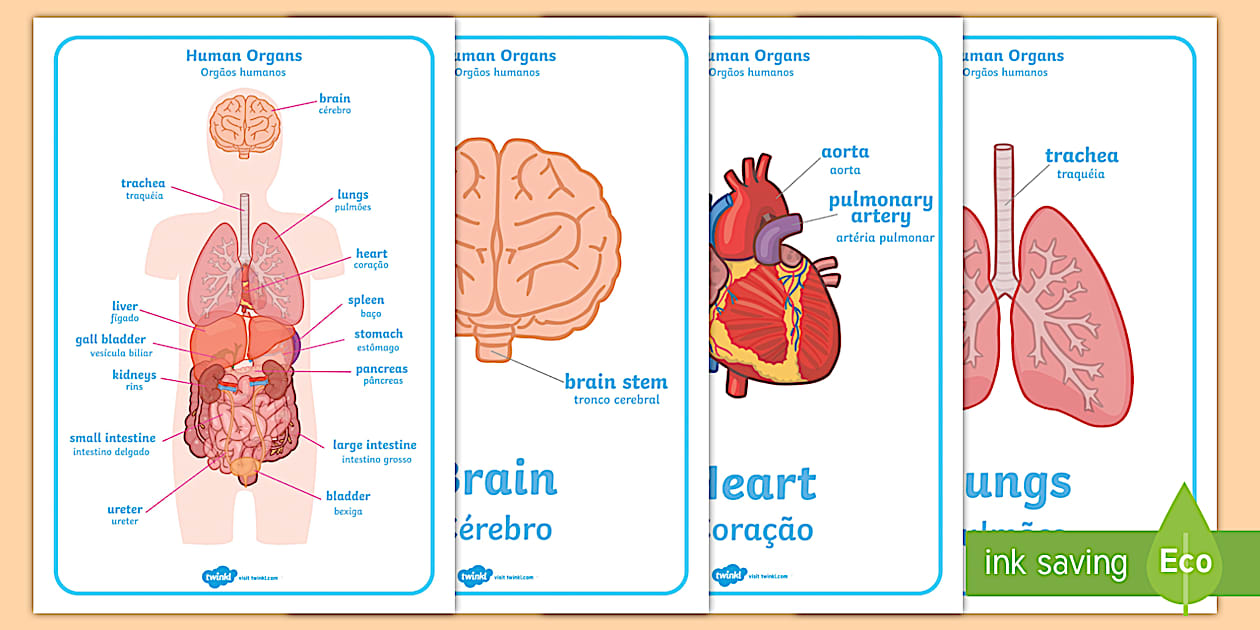 Human Body Organs Display Posters - English/Portuguese - Human Body Organs