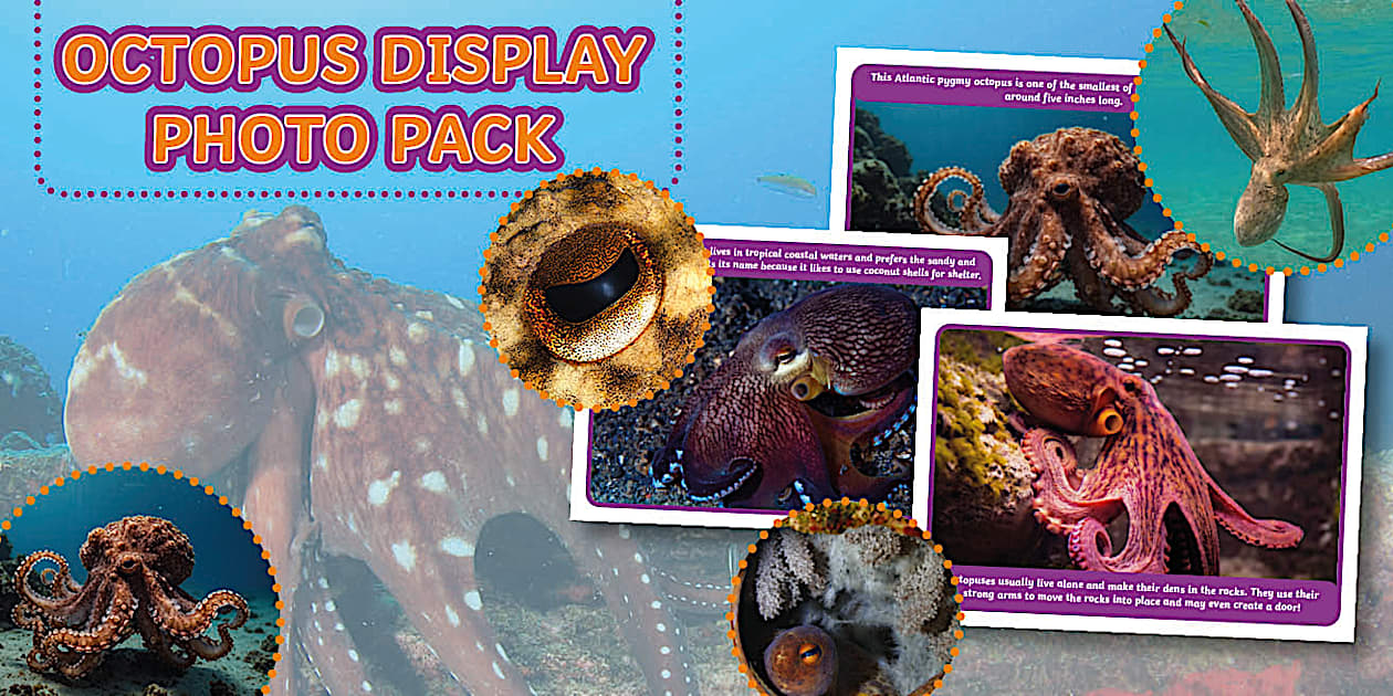 Octopus Display Photo Pack (teacher made) - Twinkl