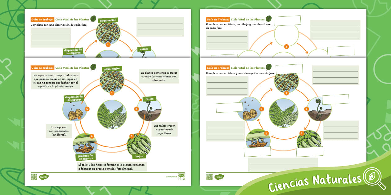 Guía de Trabajo: Ciclo de las Plantas - Twinkl