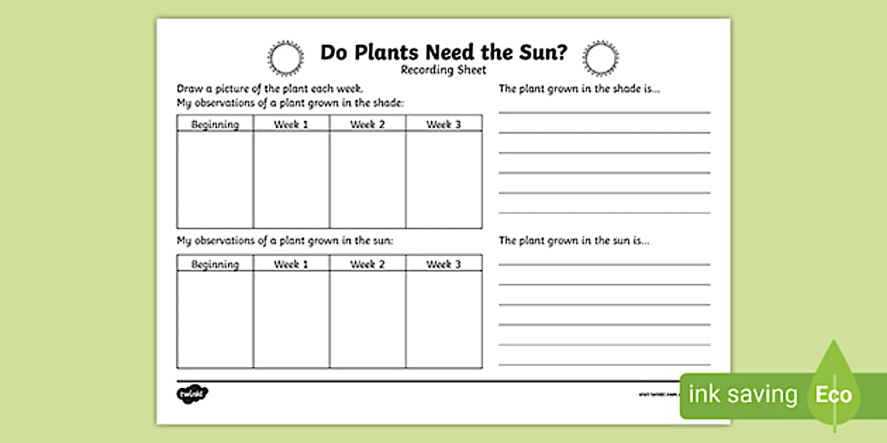 Do Plants Need the Sun? Experiment (teacher made) - Twinkl