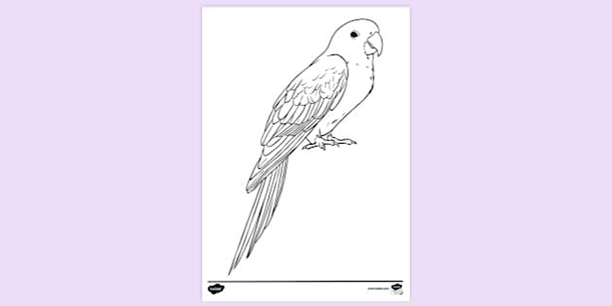 Sun Conure Parrot Colouring Sheet | Colouring Sheets