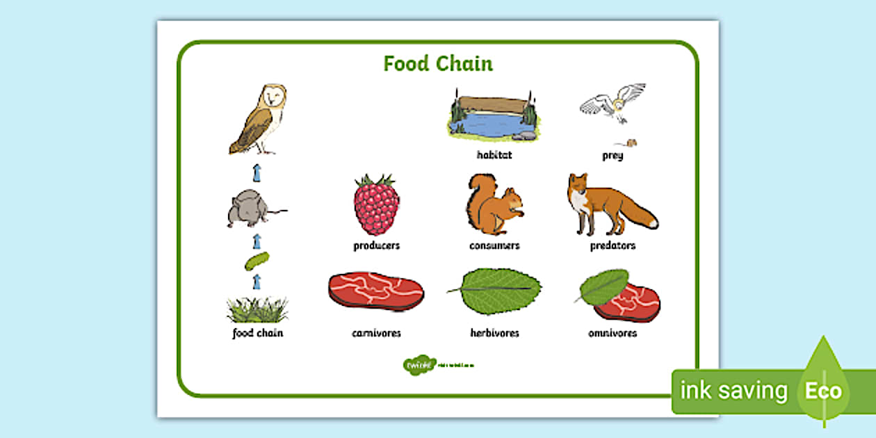 Food Chain Word Mat (with Images) (teacher made) - Twinkl