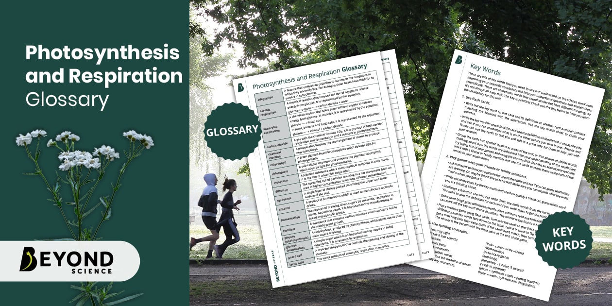 Photosynthesis and Respiration Glossary | Beyond Science