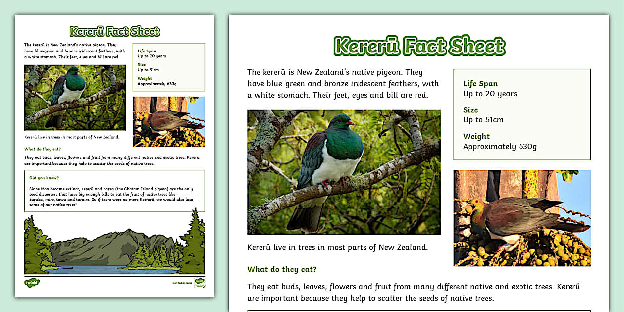 New Zealand Native Birds Kererū Fact Sheet