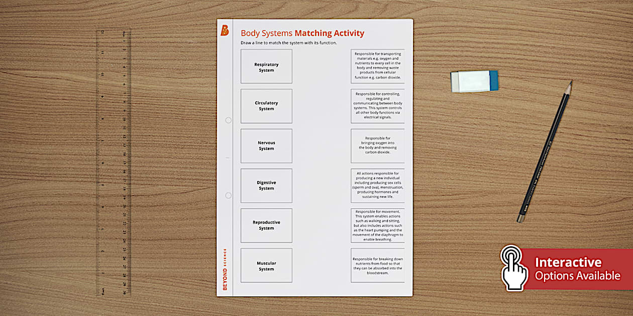 Human Body Systems Activity - Matching Activity - Biology