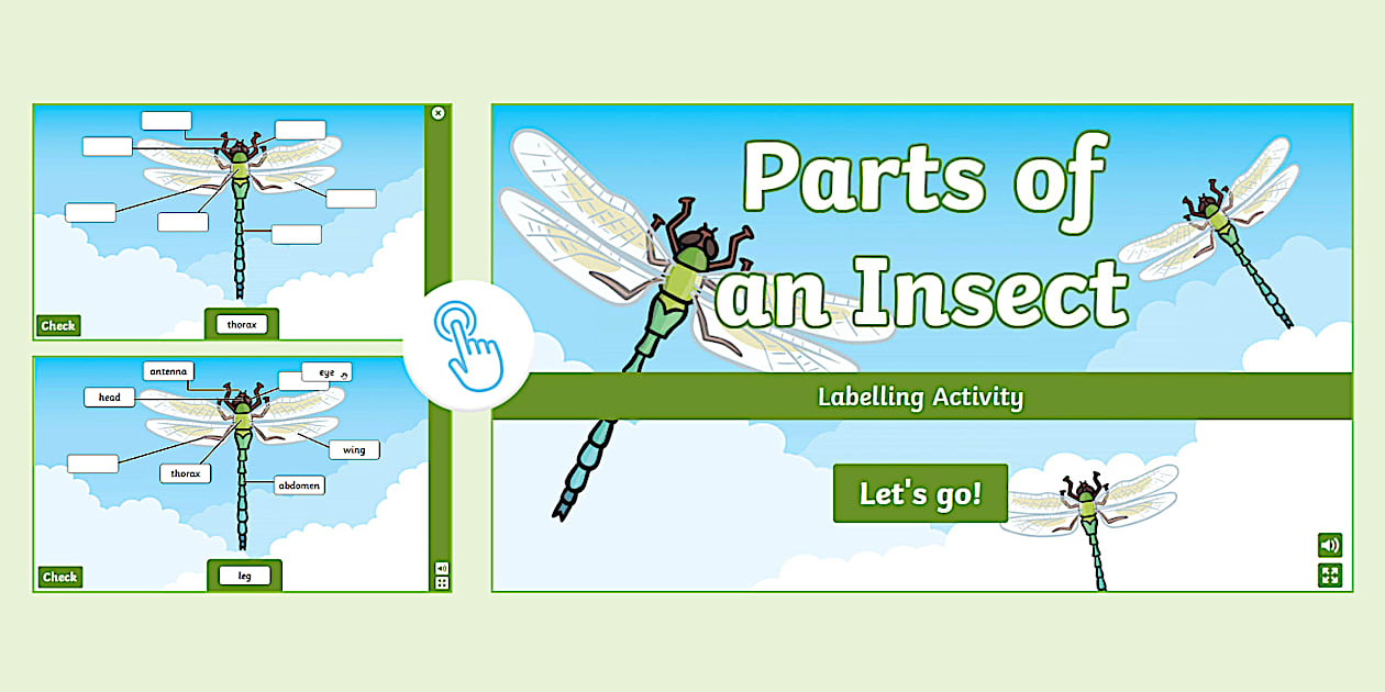 Parts of an Insect Interactive Labelling Activity - Twinkl